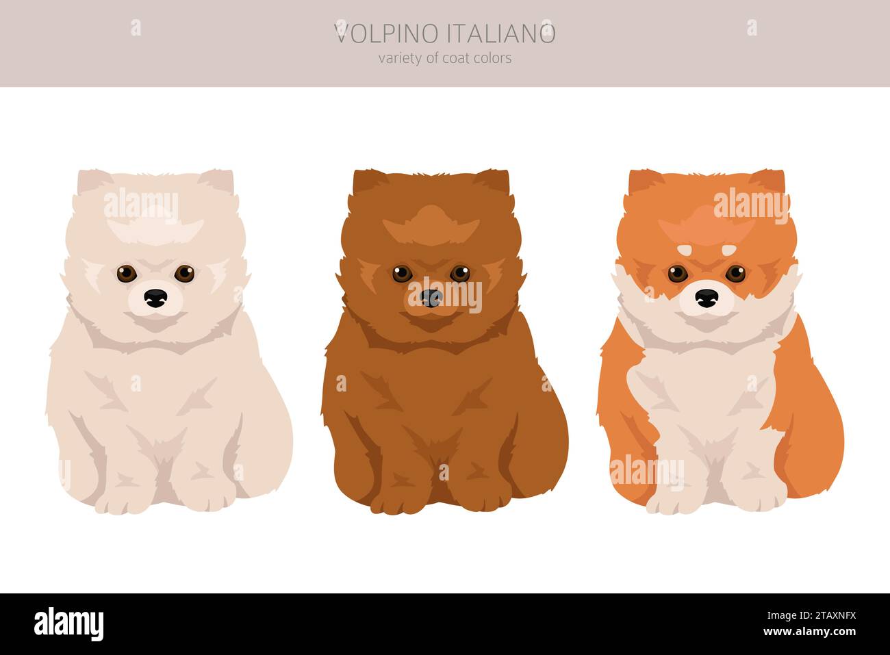 Volpino Italiano puppy clipart. Different poses, coat colors set ...