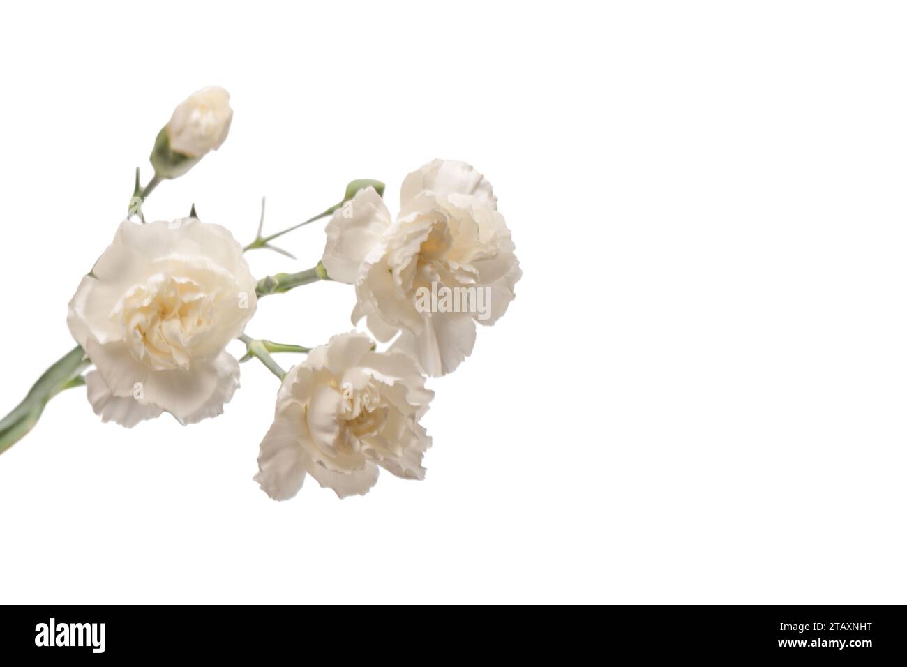 White beautiful carnation flower isolated on a white background Stock ...
