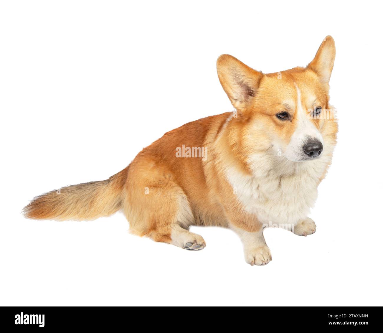 corgi isolated on white background. Cute red dog Stock Photo - Alamy
