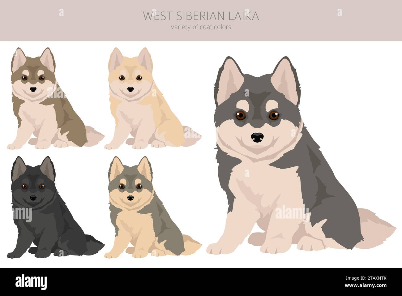 West Siberian Laika puppy clipart. All coat colors set. All dog breeds ...