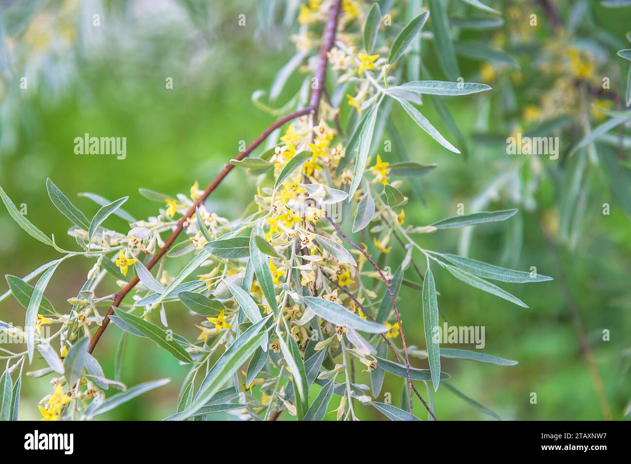 Silverberry tree hi-res stock photography and images - Alamy
