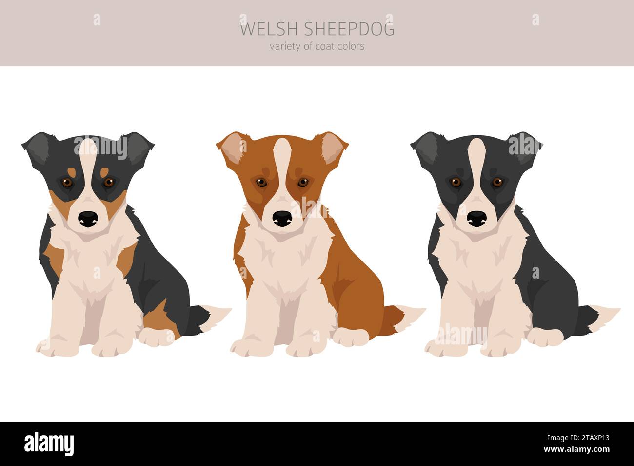 Welsh Sheepdog puppy clipart. All coat colors set. All dog breeds ...