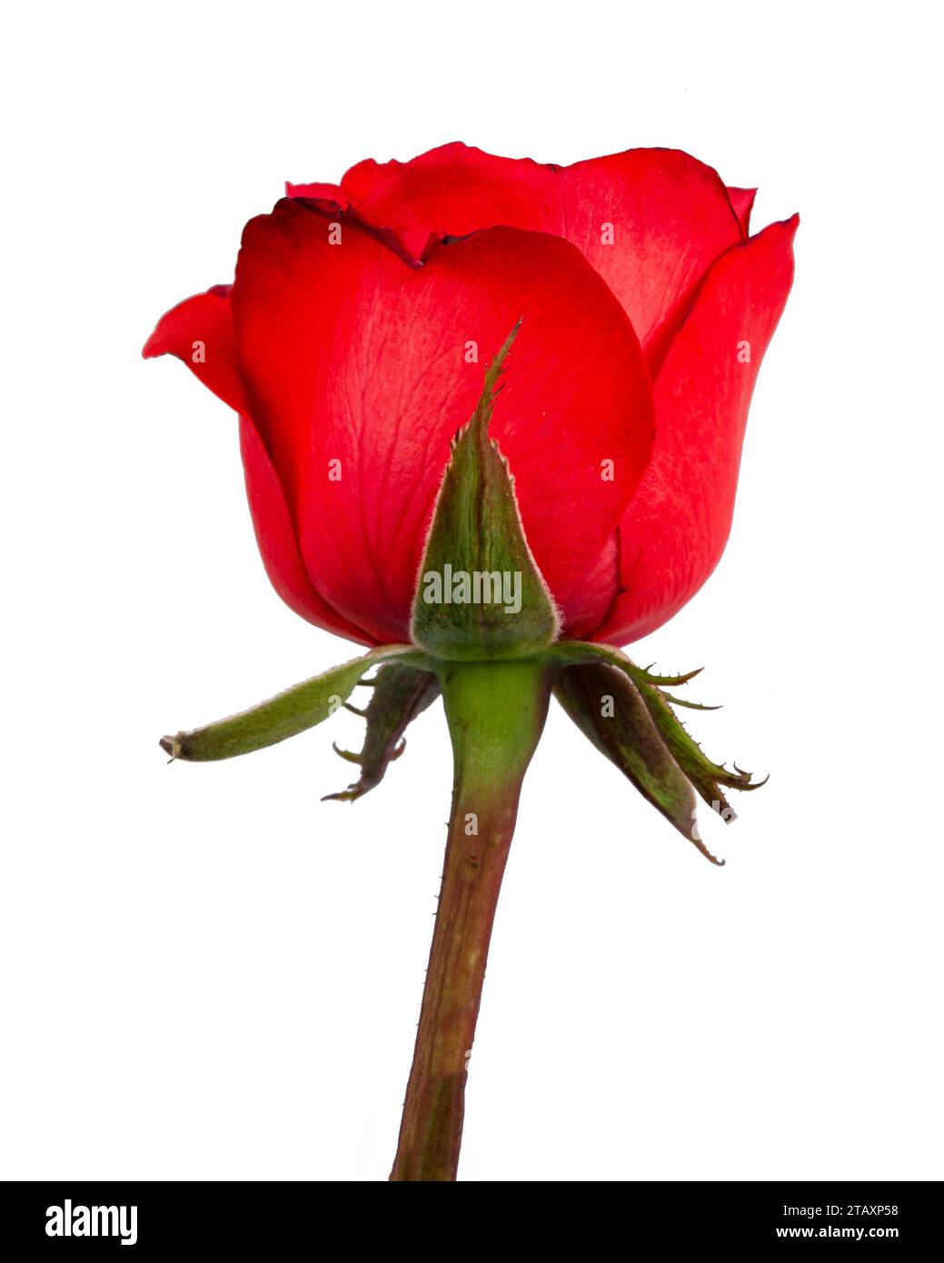 One beautiful bright red rose on a white background. a good present for ...