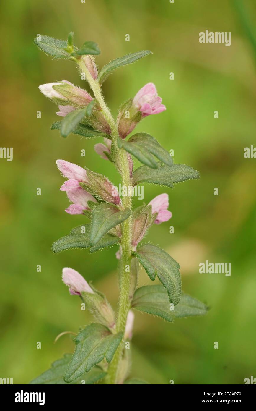 Natural closeup on a light pink flowering Red bartsia parasitic ...