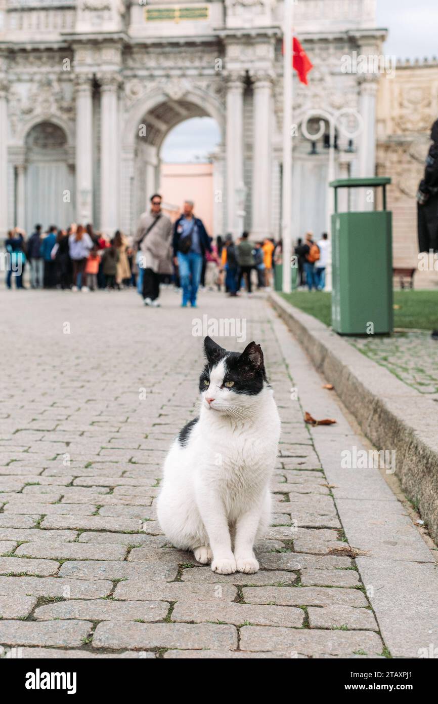 Stray street black and white cat in the garden of dolmabahce palace ...