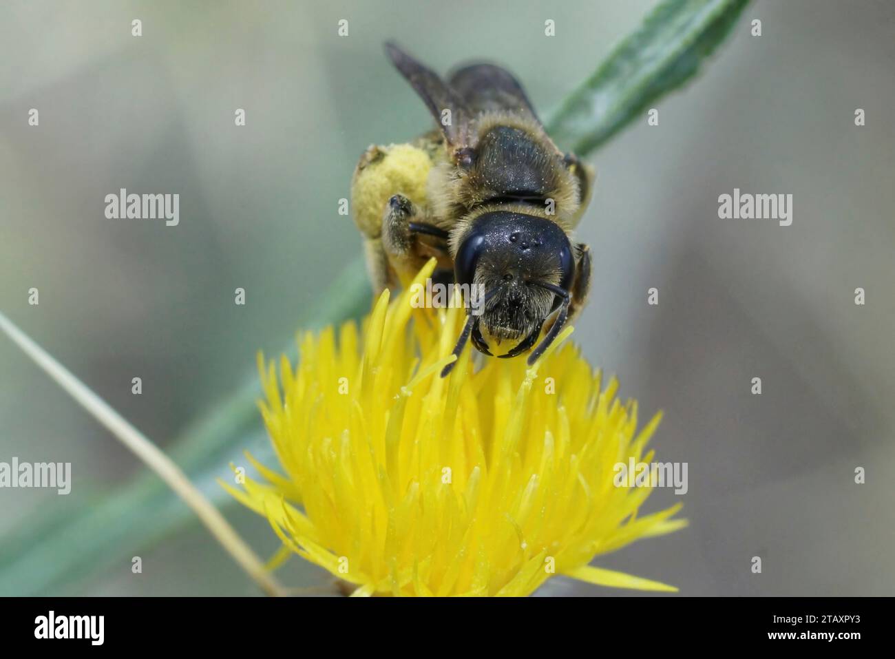 Natural closeup on a mediterranean female great banded furrow bee ...