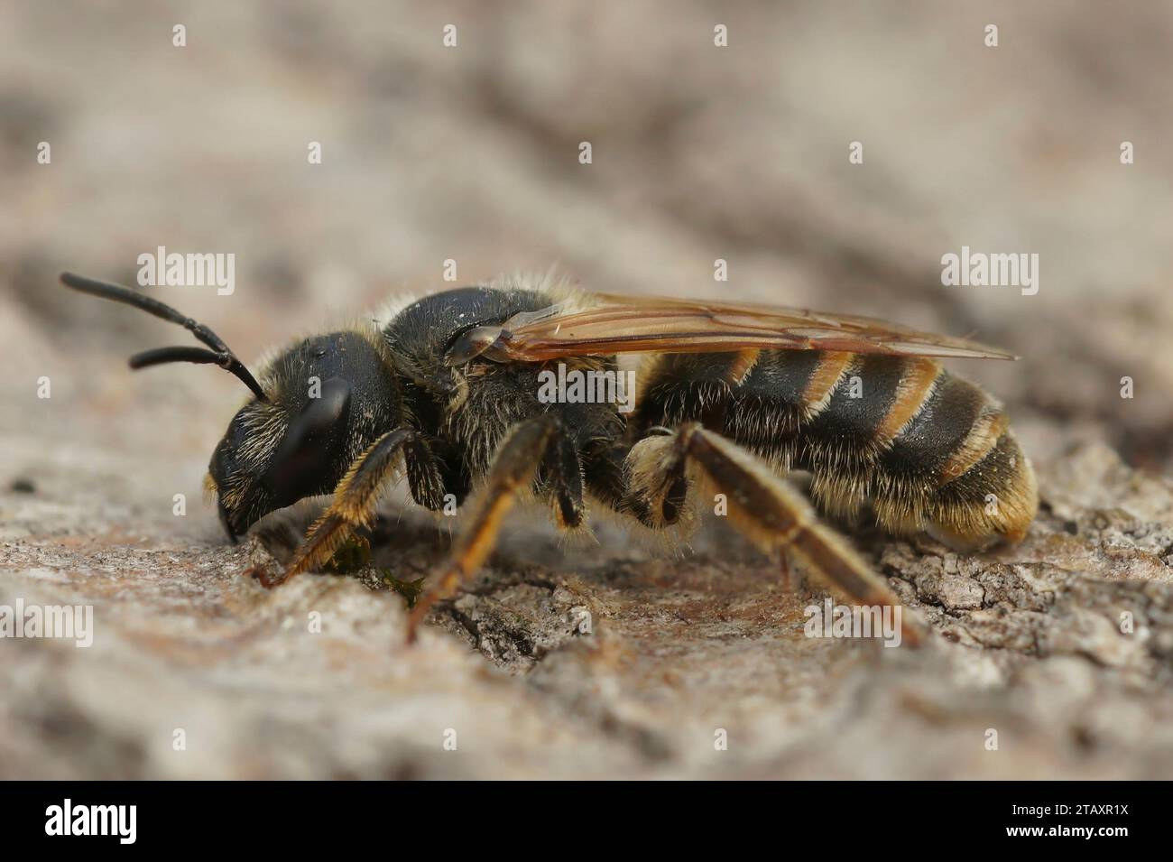 Natural closeup on a female Great banded furrow bee, Halictus scabiosae ...