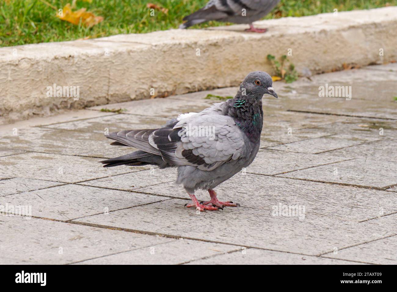 Flock white doves in park hi-res stock photography and images - Alamy