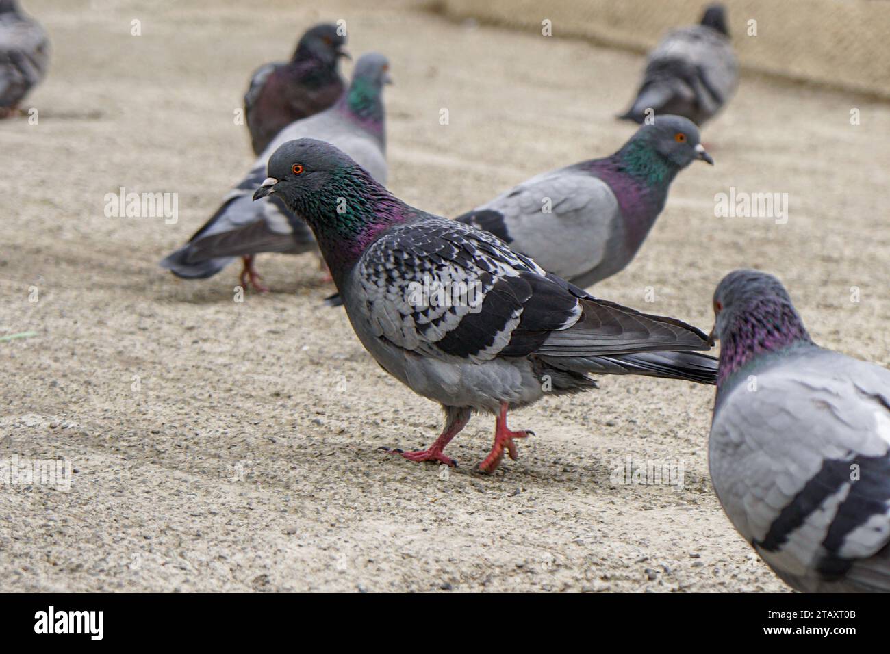 Dove in floor street hi-res stock photography and images - Alamy