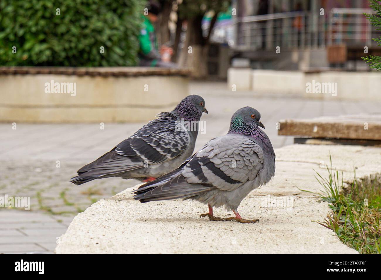 Flock white doves in park hi-res stock photography and images - Alamy