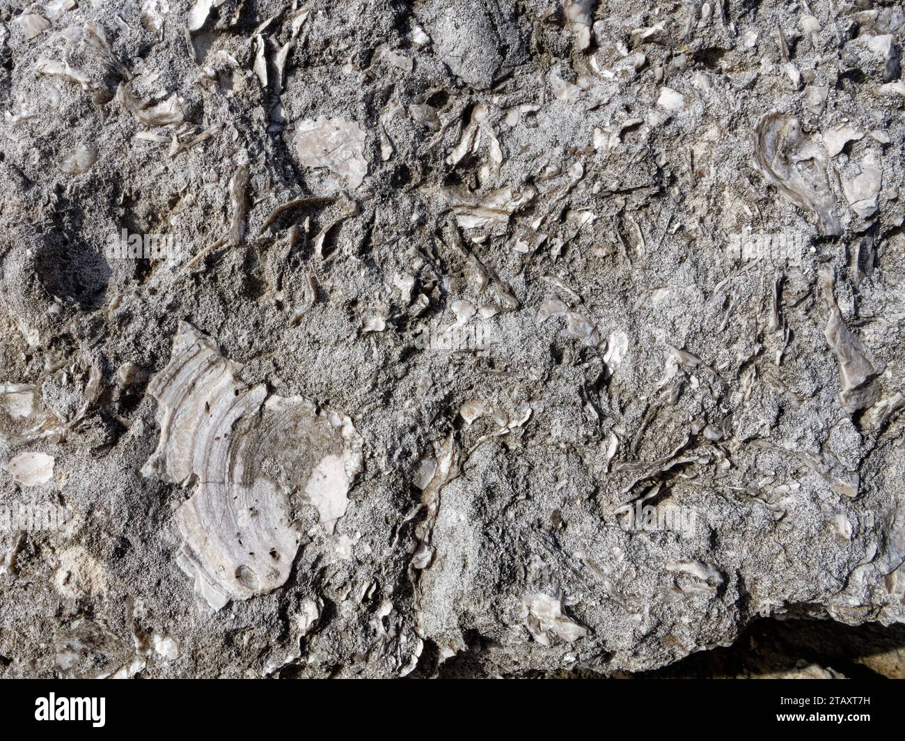 Fossilised Jurassic bivalve shells, possibly scallops (Camptonectes ...