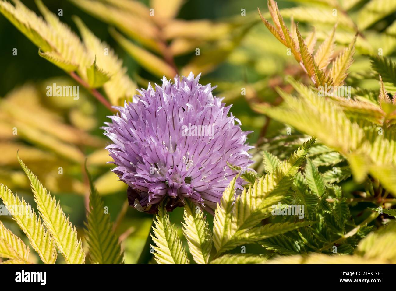 Detailed fresh red onion hi-res stock photography and images - Alamy