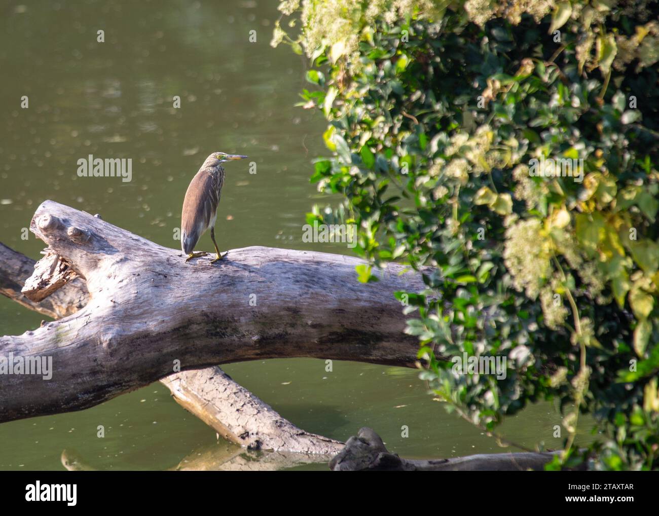 Subtle allure hi-res stock photography and images - Alamy