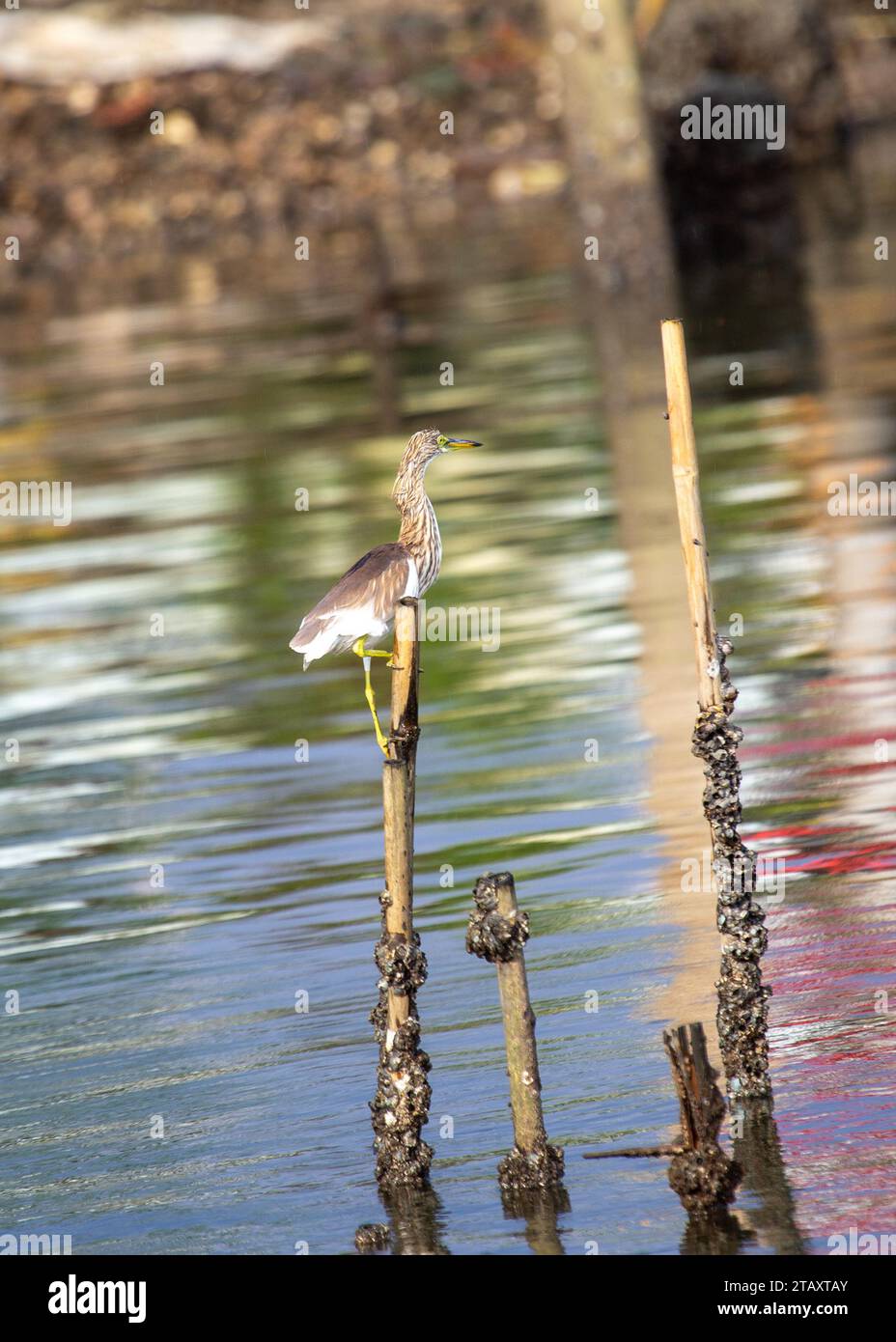 Elegant Chinese Pond Heron, a tranquil wader gracing Asian wetlands ...