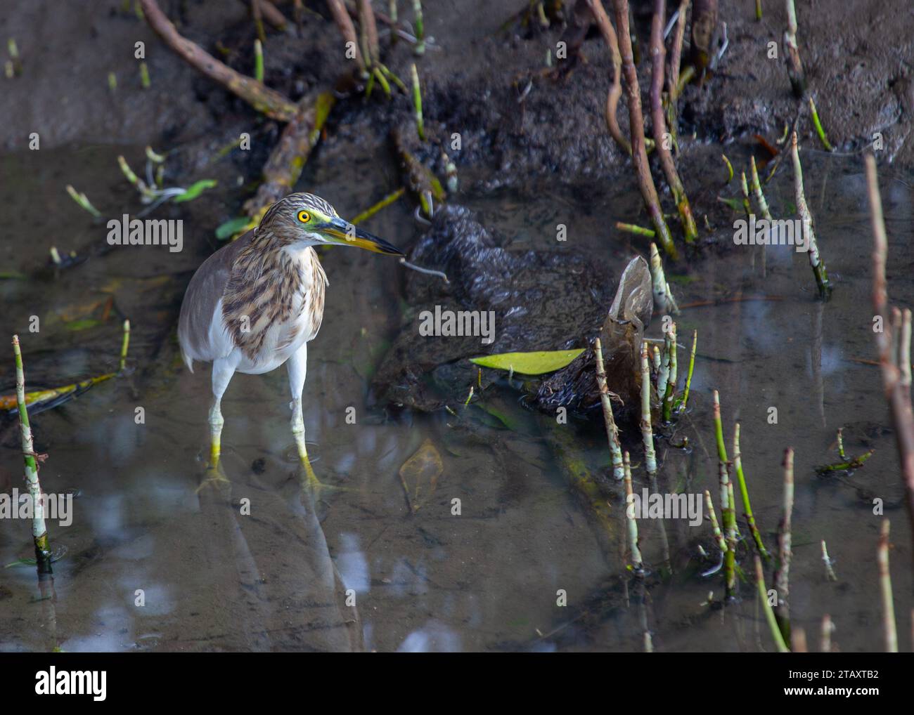 Elegant Chinese Pond Heron, a tranquil wader gracing Asian wetlands ...