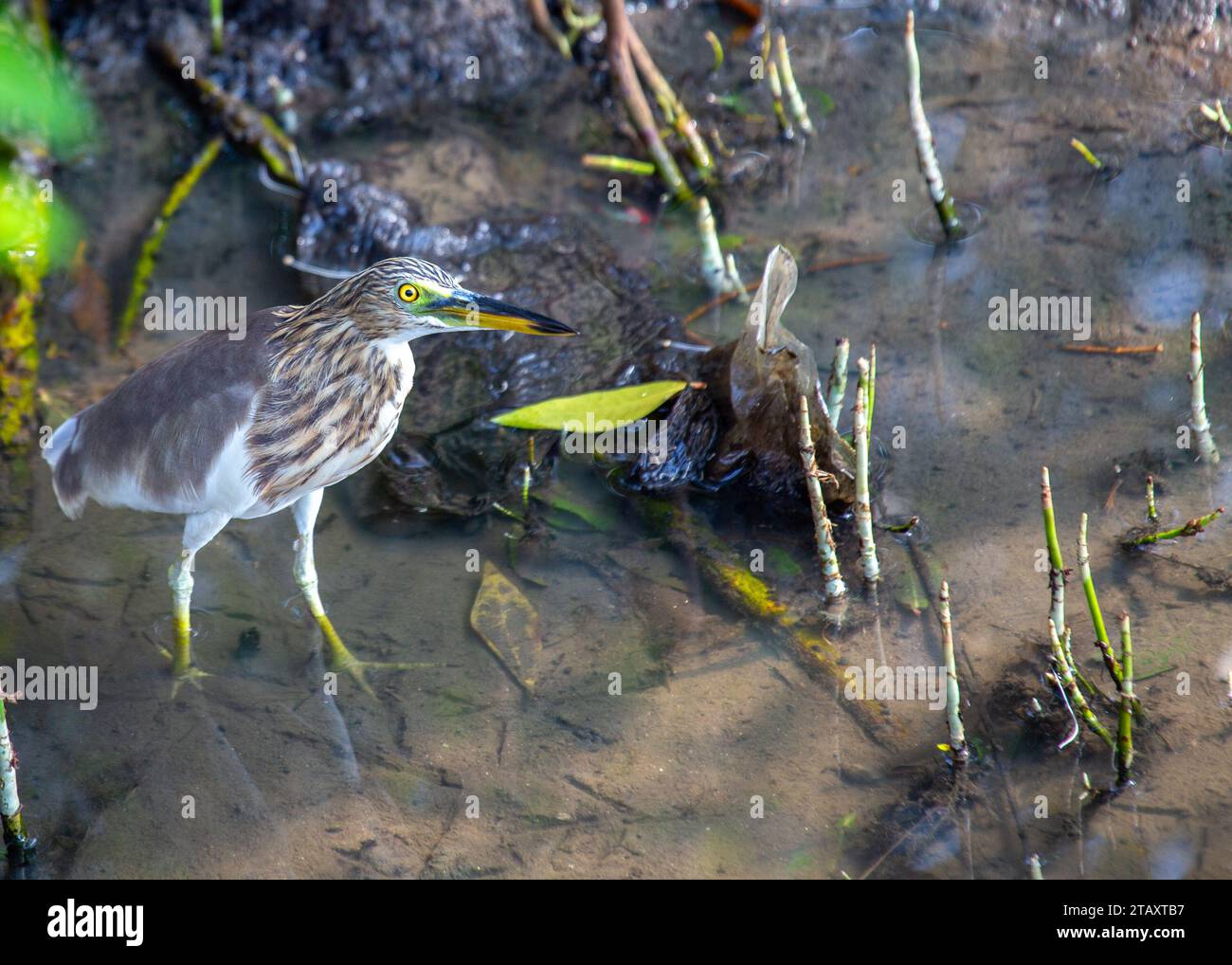 Elegant Chinese Pond Heron, a tranquil wader gracing Asian wetlands ...