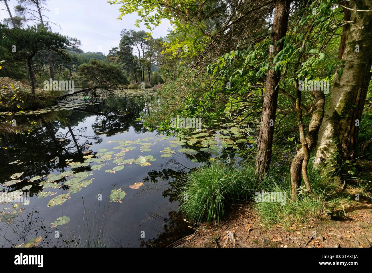 Bystock Pools nature reserve with Scots pine (Pinus sylvestris) and ...