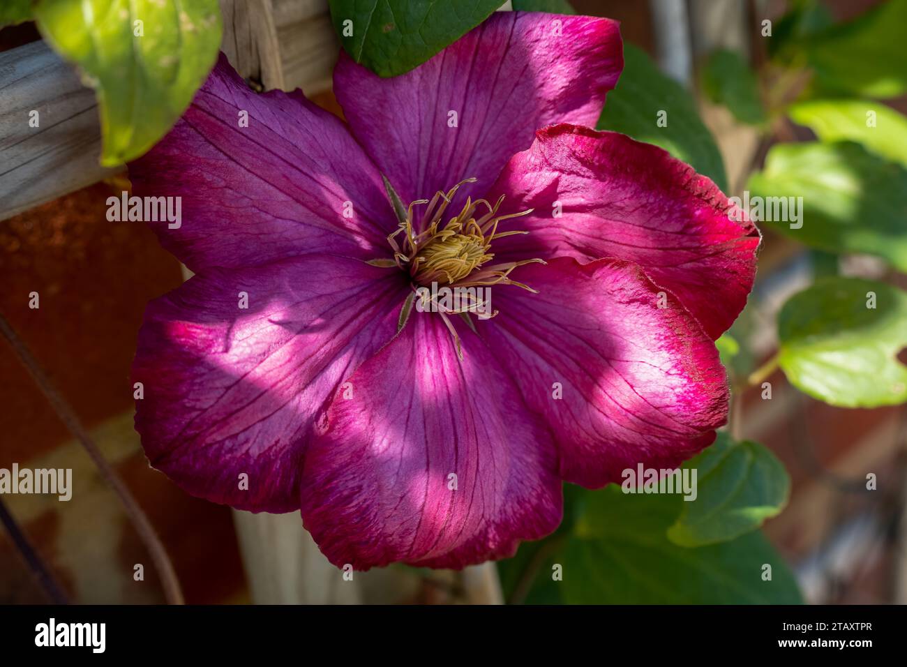 beautiful deep purple flower of a clematis Etoile Violet in summer ...