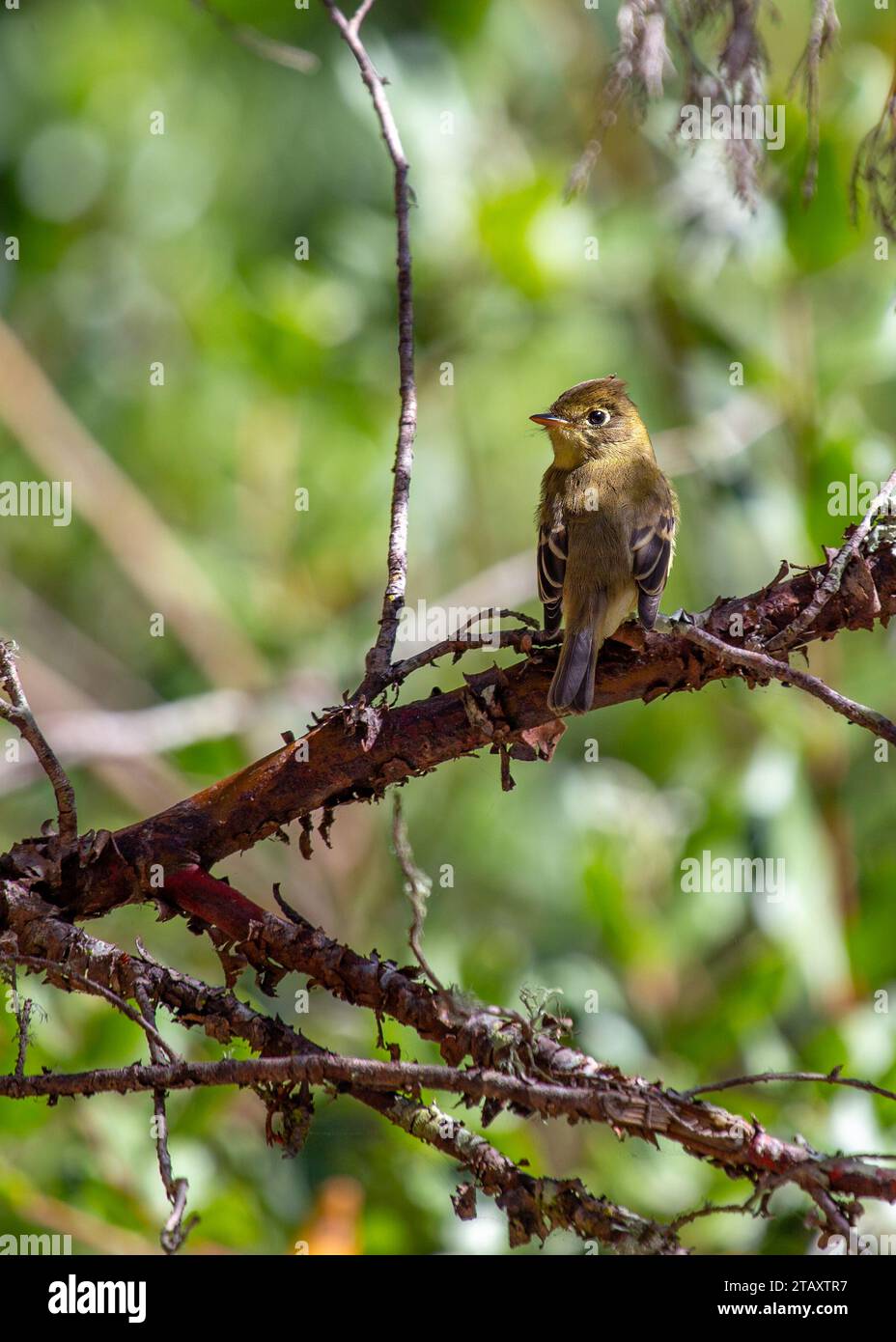 Western Flycatcher, a skilled aerial acrobat, dominates the skies of ...