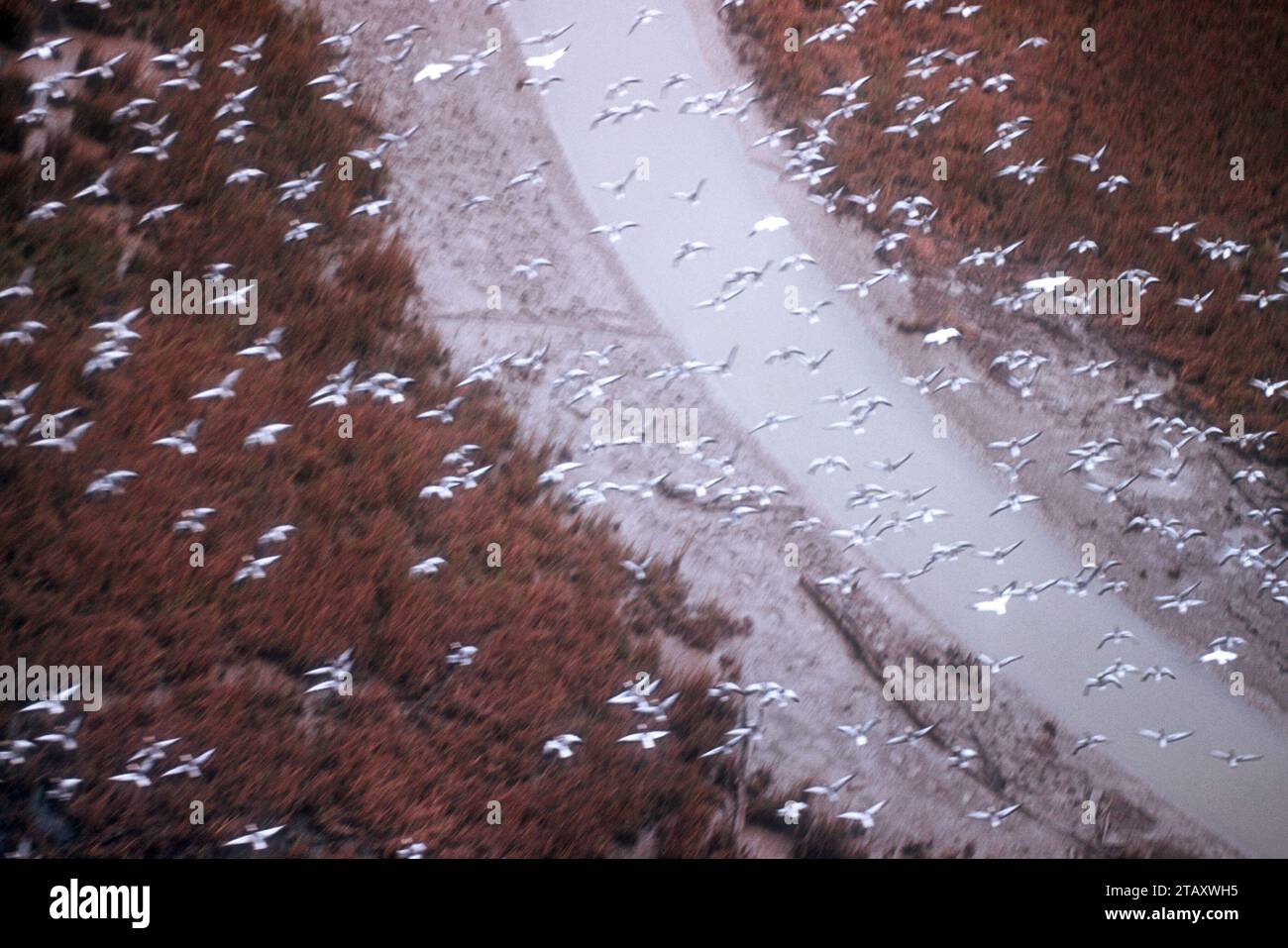 LA - JANUARY, 1956: General view as the Blue Goose of Louisiana fly ...