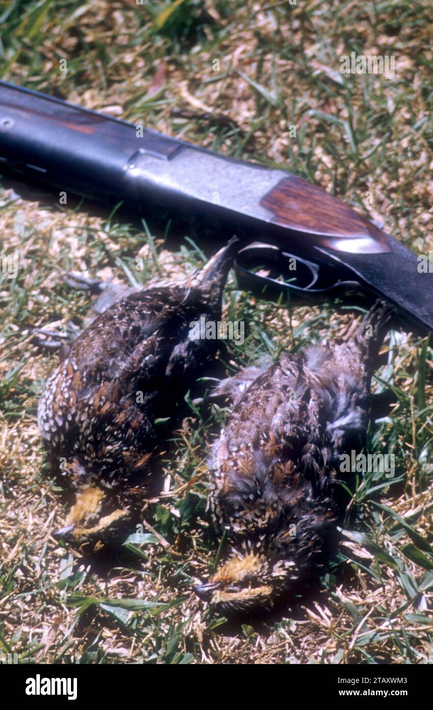 1958: General view of two dead birds are shown with a shotgun circa ...