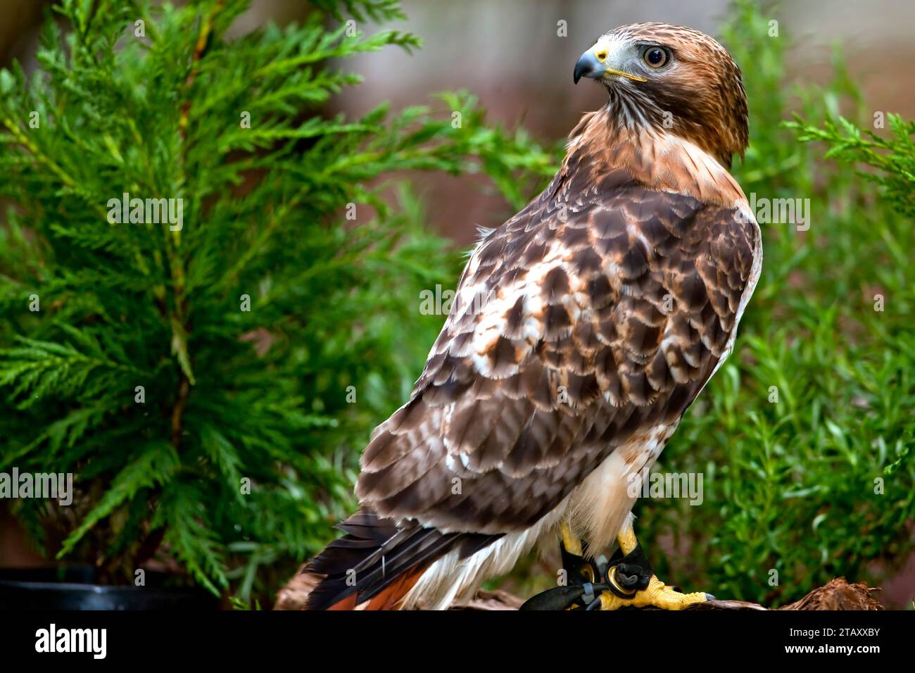 Huntersville, NC, USA. 28th Mar, 2009. The Red-tailed Hawk is a medium ...