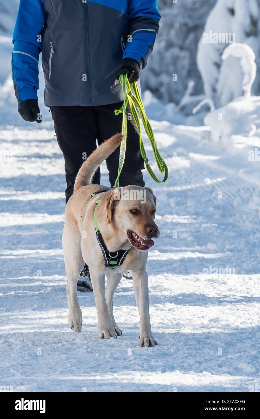 Zwei Menschen gehen am Lotharpfad im Nationalpark Schwarzwald mit ihrem ...