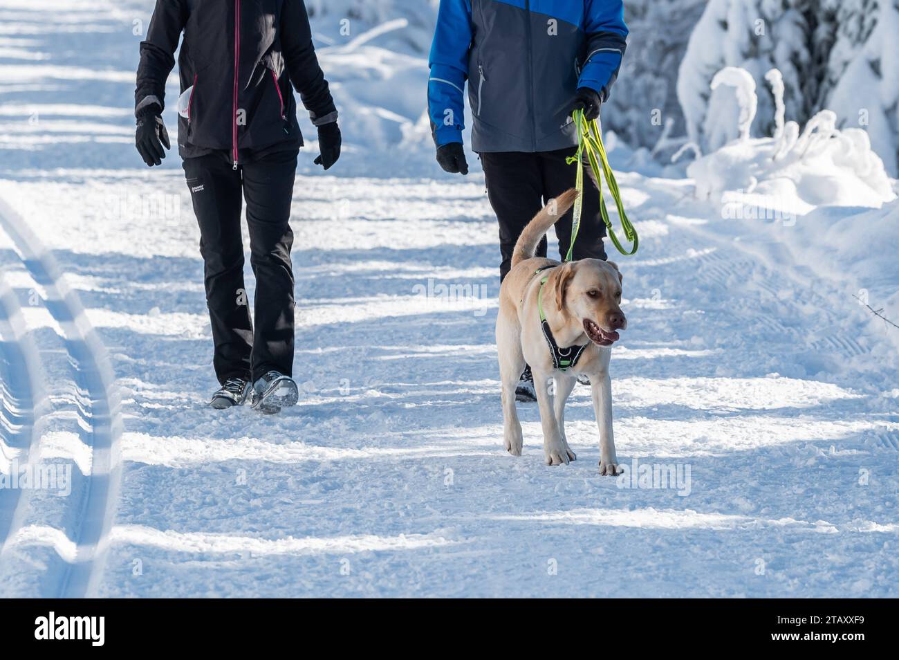 Hund mit haltung hi-res stock photography and images - Alamy
