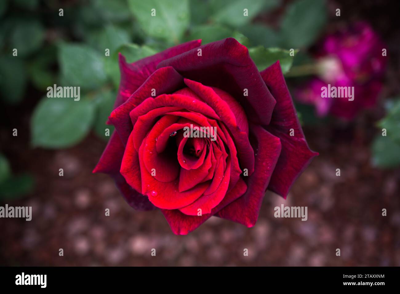 Beautiful colorful Rose Flower on garden background Stock Photo - Alamy