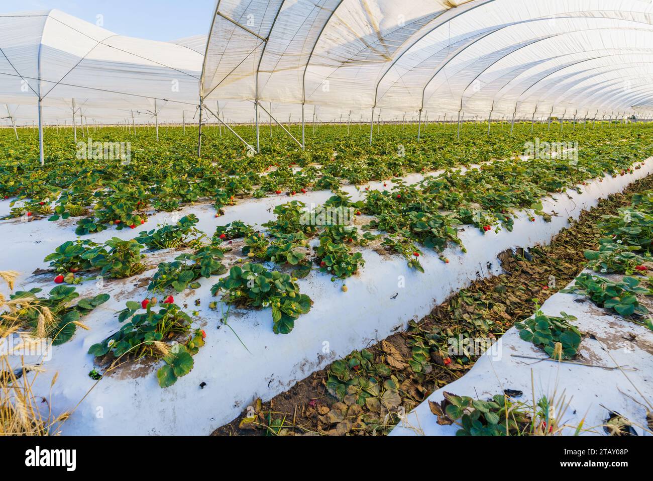 Crown nursery strawberry plants. Rows of hills with ripe strawberries ...