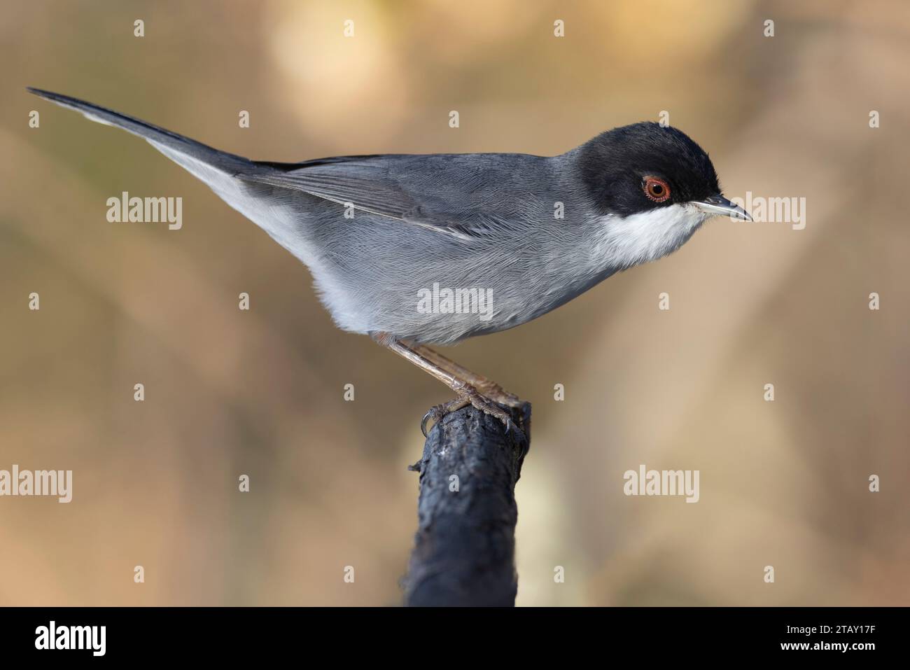 The Sardinian warbler (Curruca melanocephala) is a common and ...