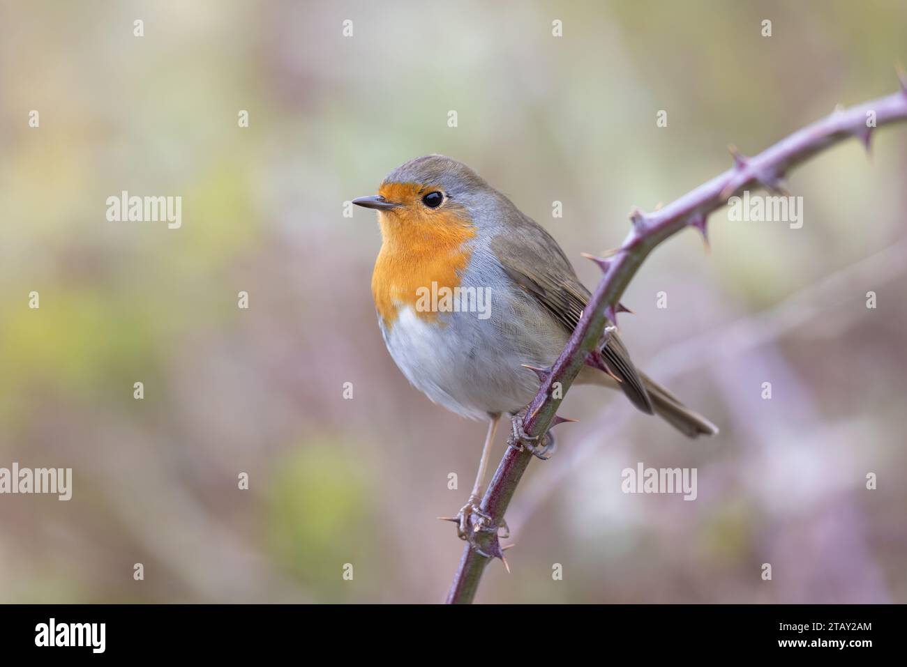 Insectivorous animals hi-res stock photography and images - Alamy