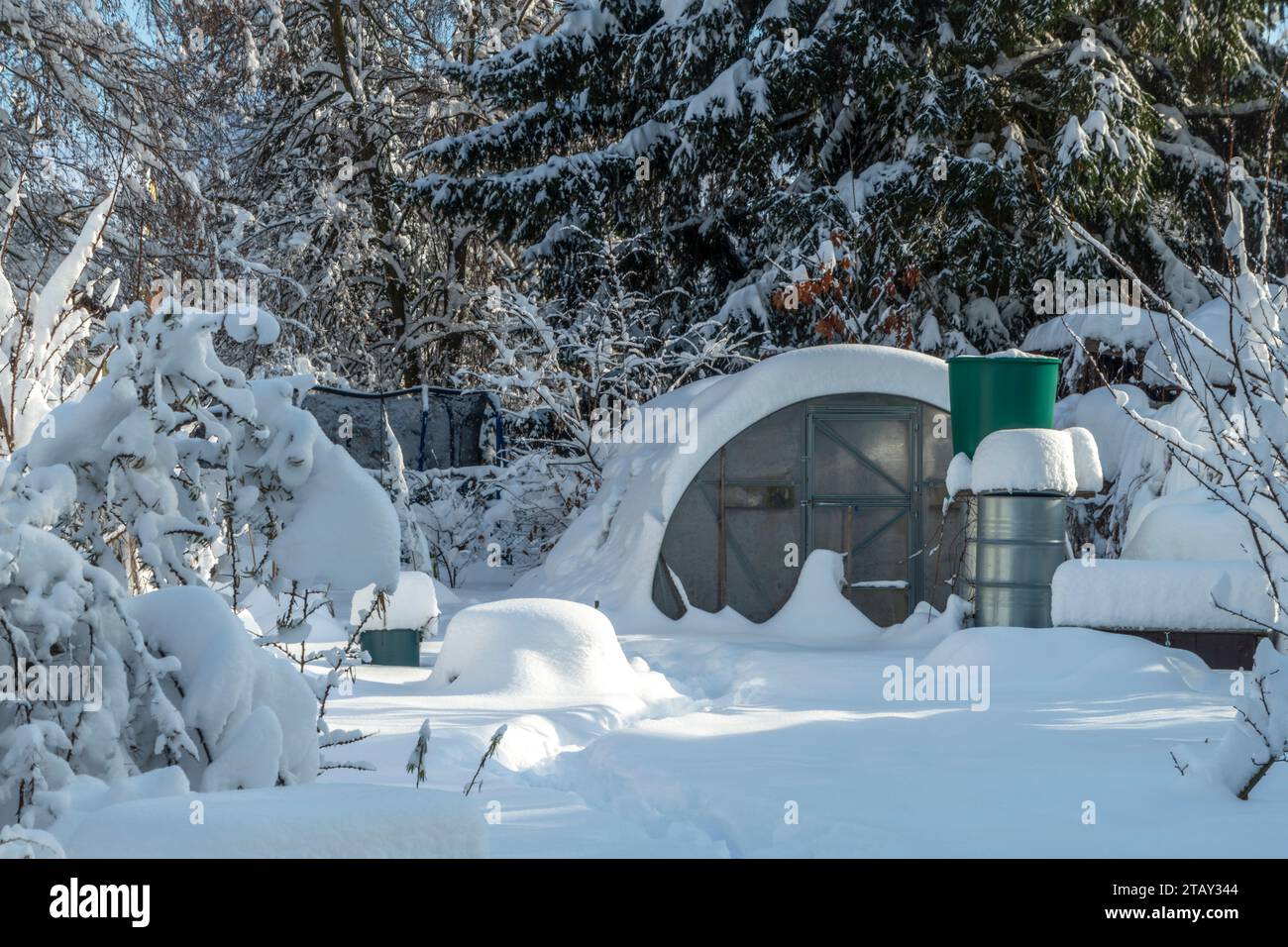 Snowy cold garden with deep white snow and tall trees and blue sunn sky ...