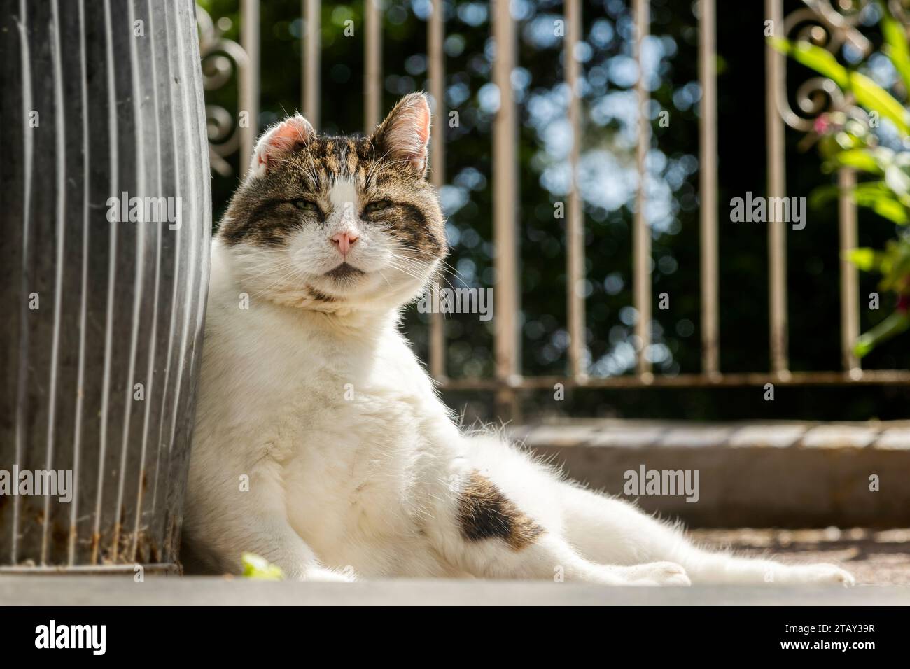 Old tom hi-res stock photography and images - Alamy