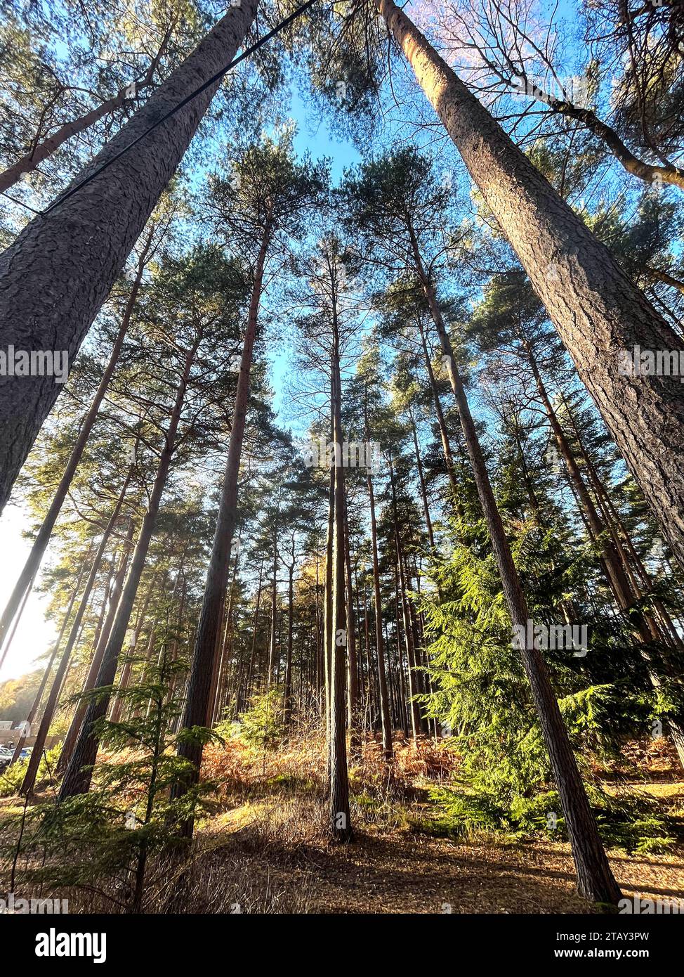 Pine trees at Whitmoor Forest - Lapland UK, Ascot, England Stock Photo ...