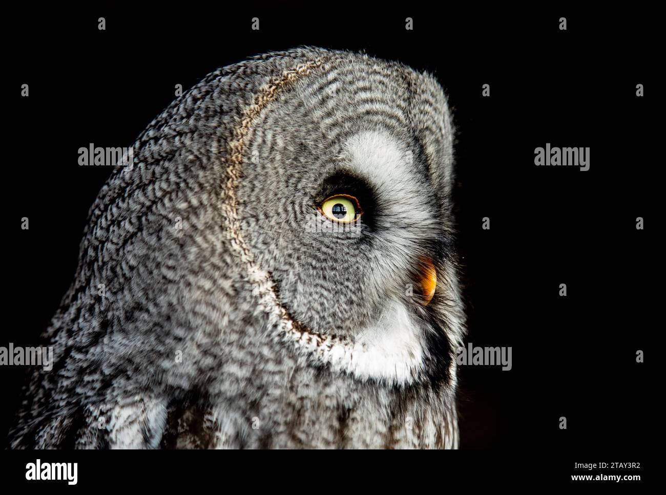 Yellow eyes raptor hi-res stock photography and images - Alamy