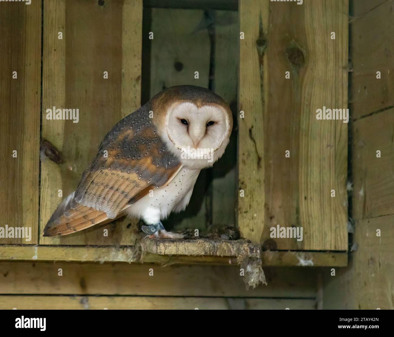 Barn owl plumage hi-res stock photography and images - Alamy