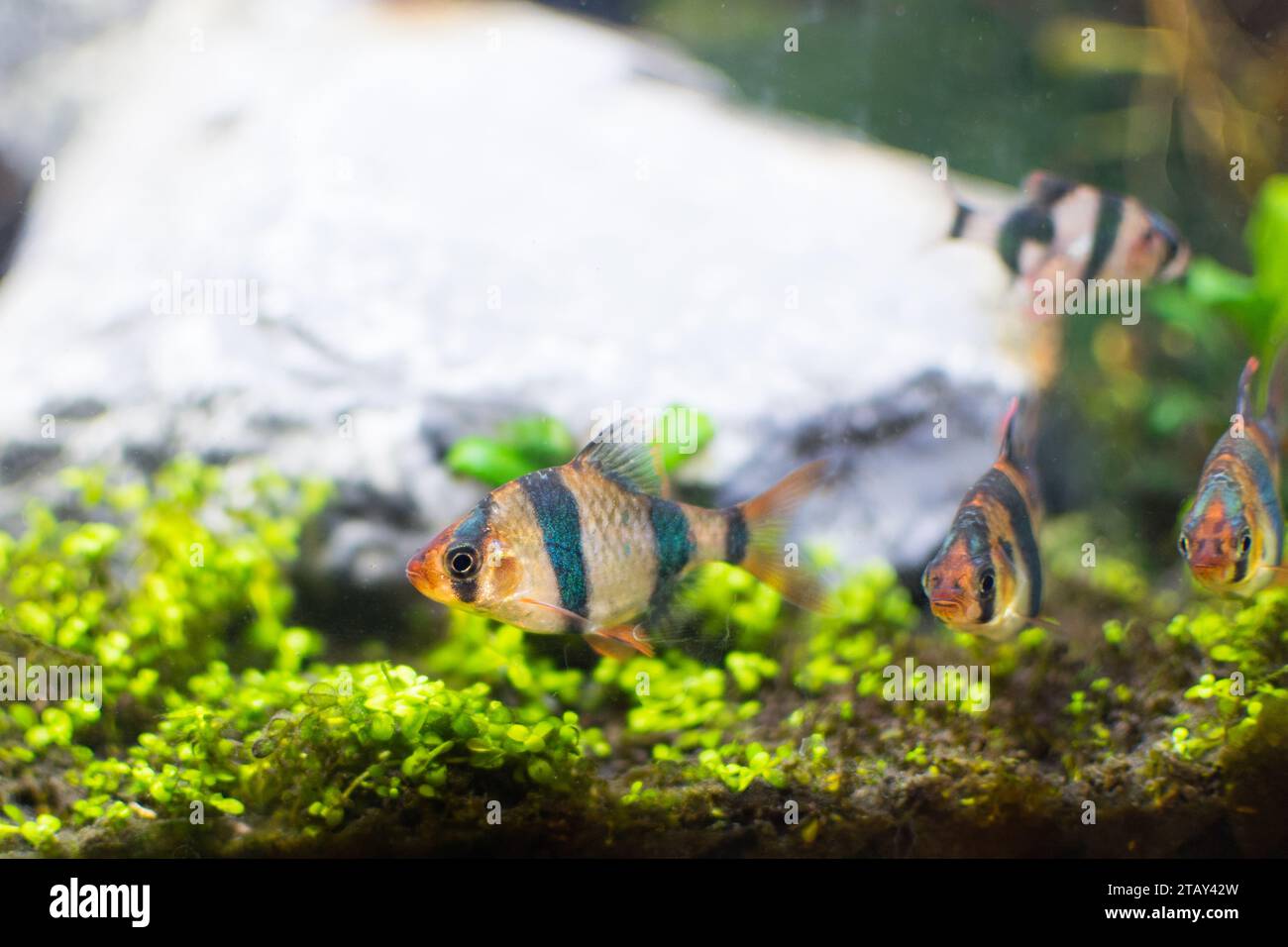 Aquaculture in indonesia hi-res stock photography and images - Alamy