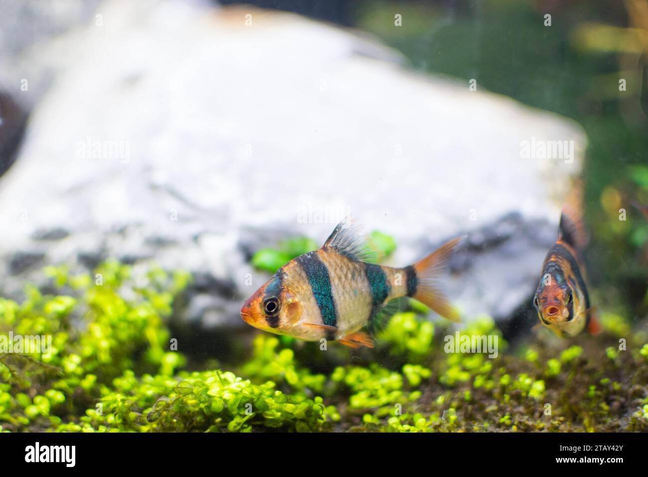 Sumatran barbus hi-res stock photography and images - Alamy
