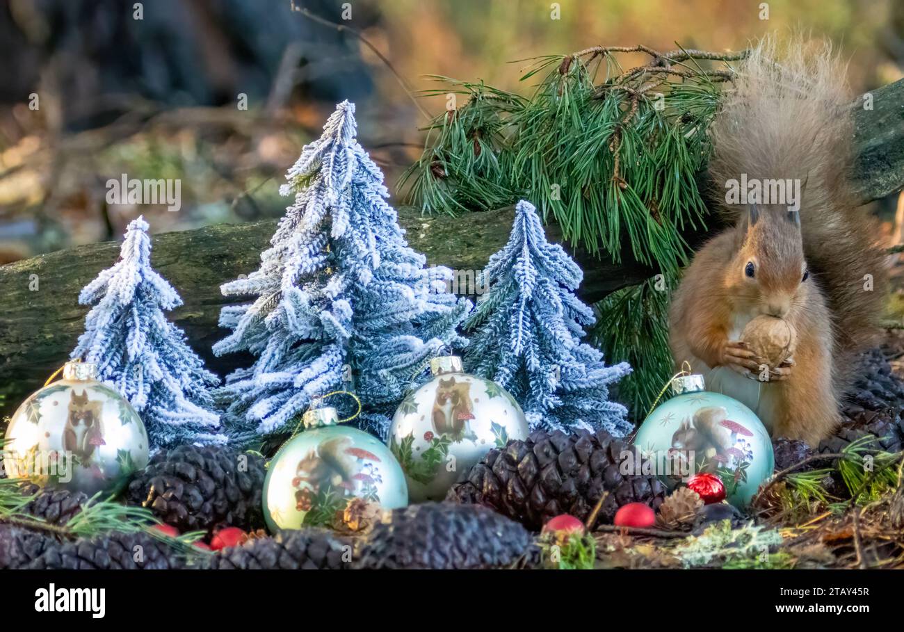 Curious little scottish red squirrel in the woodland in Christmas scene ...