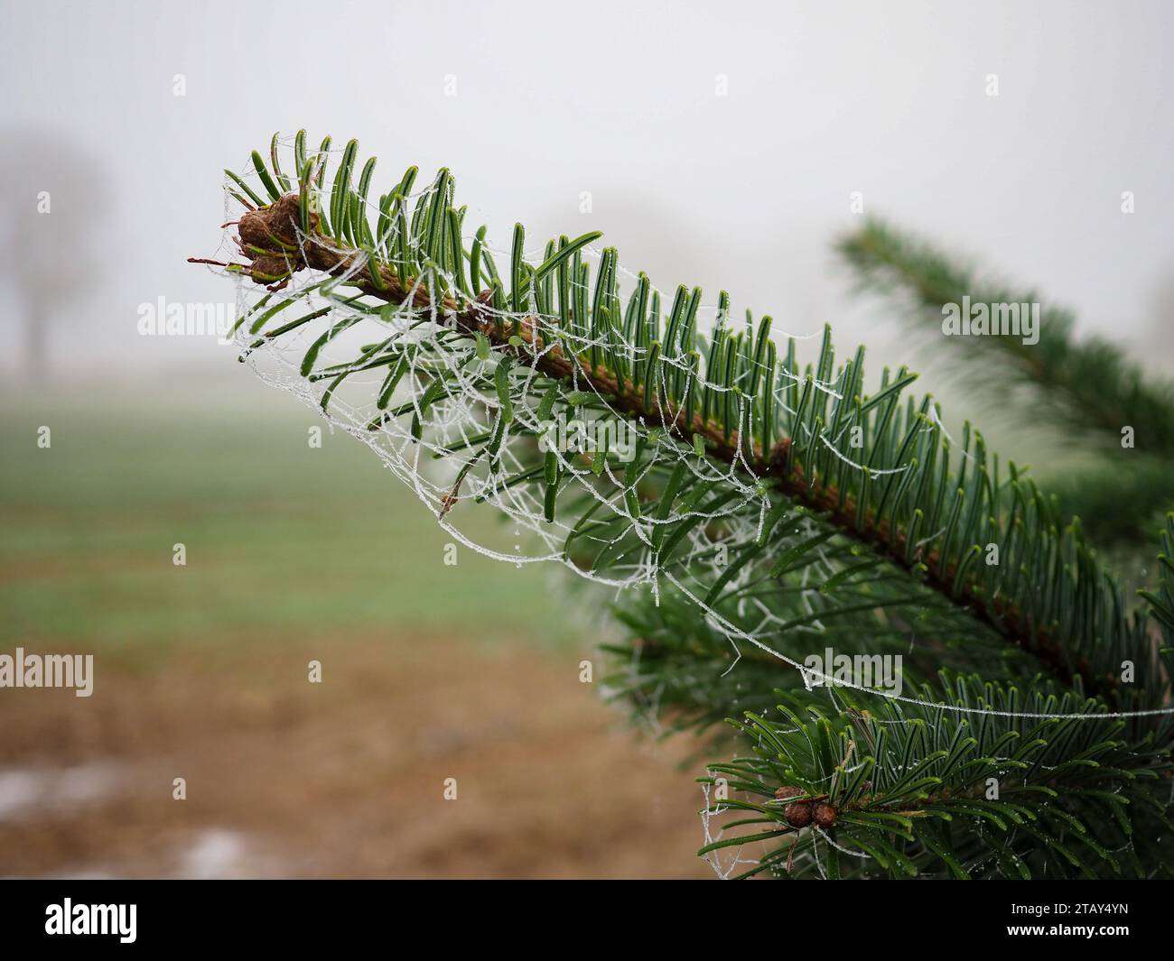 Conifer cold hi-res stock photography and images - Alamy
