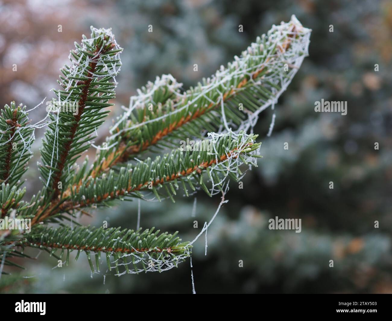 Cobwebs on pine needles hi-res stock photography and images - Alamy