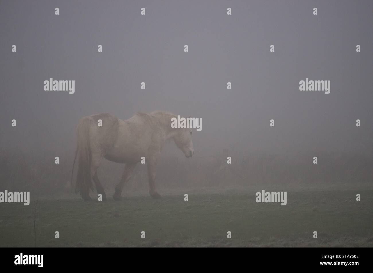 Countryside mist misty rural fog hi-res stock photography and images ...
