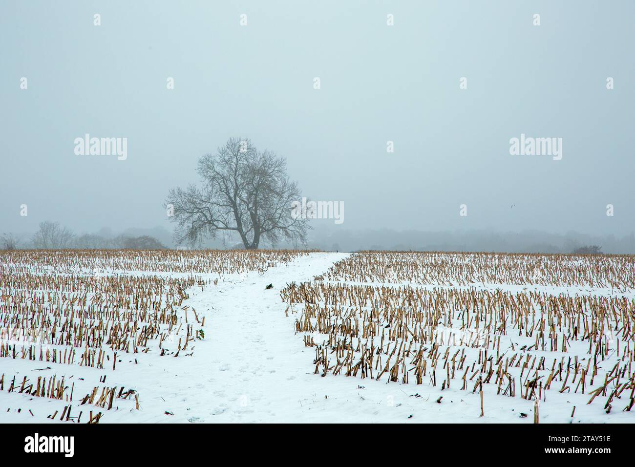 Maze stubble hi-res stock photography and images - Alamy