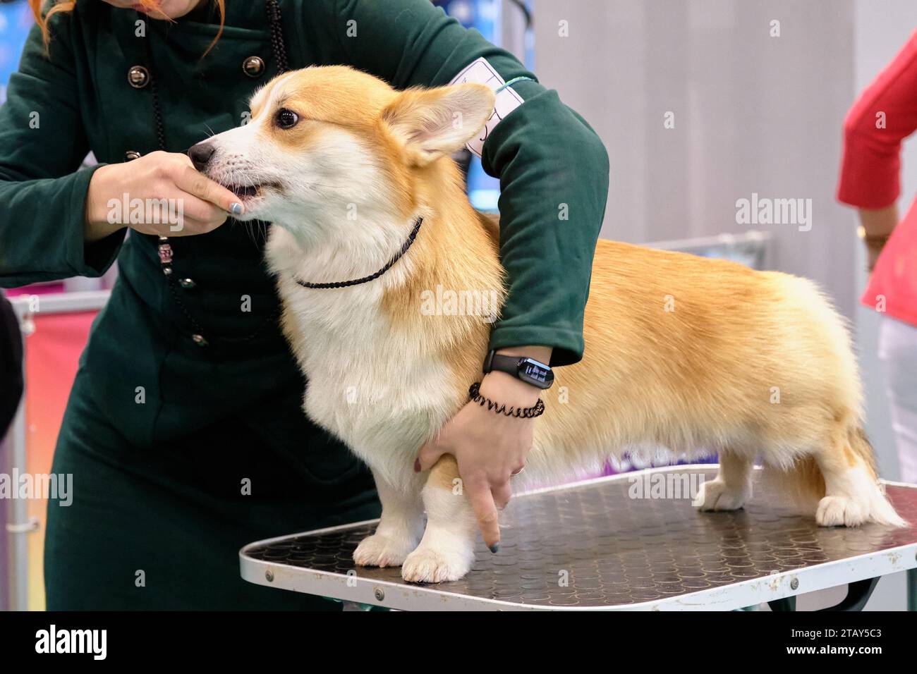 Handler uses food to expose a corgi dog to demonstrate the constitution ...