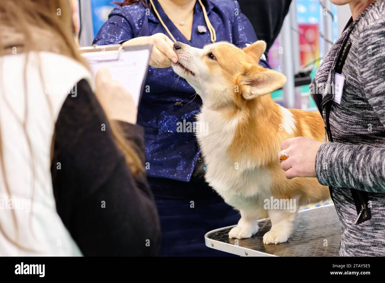 A purebred Corgi dog during an inspection by experts and judges at a ...