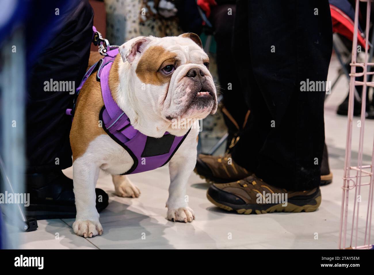 Beautiful bulldog competition hi-res stock photography and images - Alamy