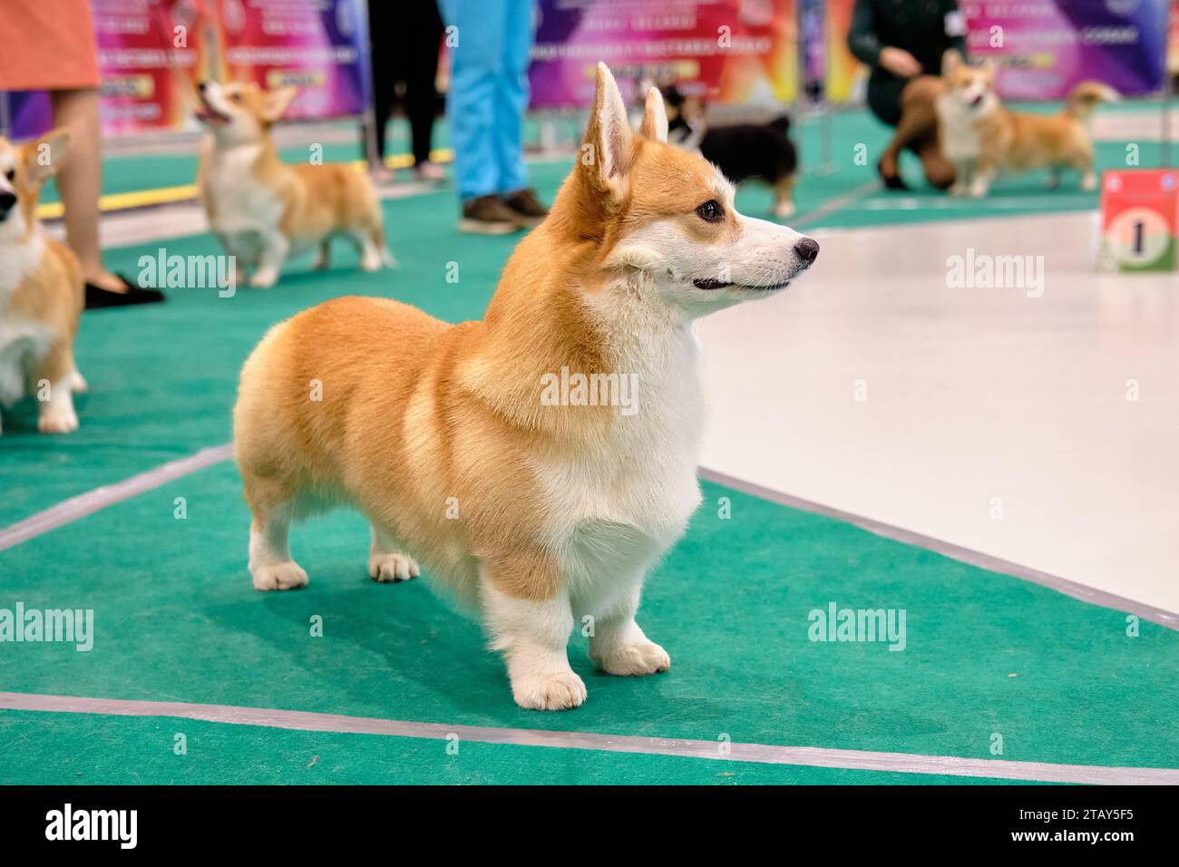 The perfect Corgi dog in the ring with competitors at a dog show Stock ...