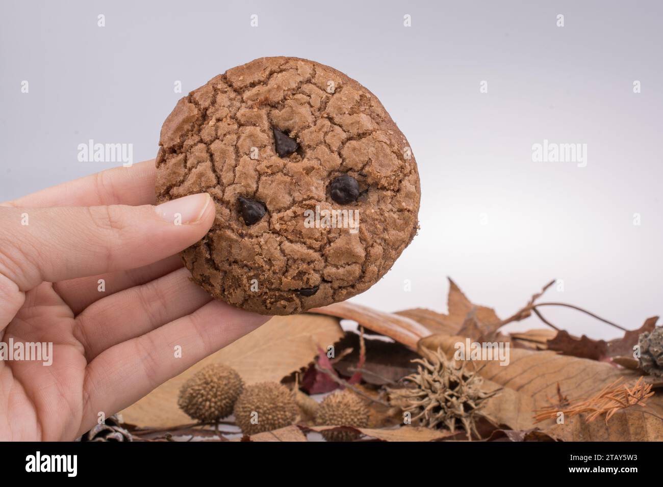 Chocolate chip cookie in hand Stock Photo - Alamy