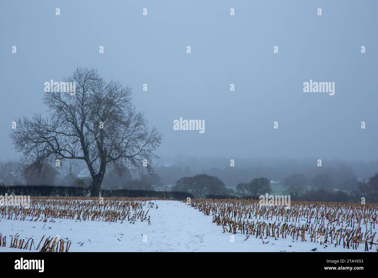 A winter snow snowy landscape of a field of maze stubble in the snow on ...